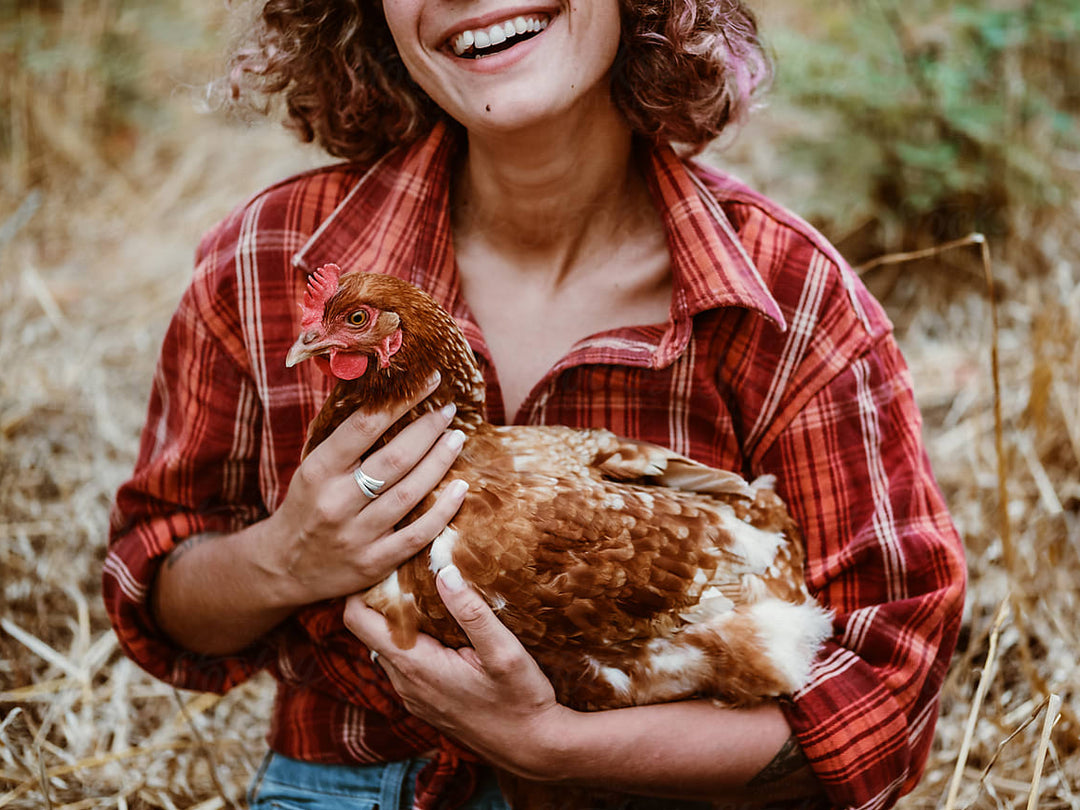 10 Fun Facts About Chickens – Chook Manor Ltd