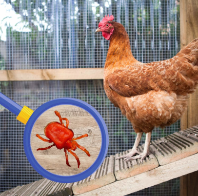 🐔 Red Mites in Chickens: What They Are, How to Spot Them & How to Get ...