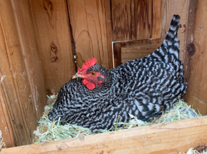 🐔 How to Stop a Broody Hen: Break the Brood Naturally & Effectively ...
