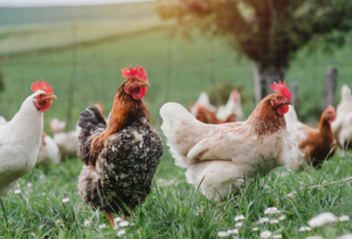 🐓 The Benefits of Free-Ranging Your Flock – Chook Manor Ltd