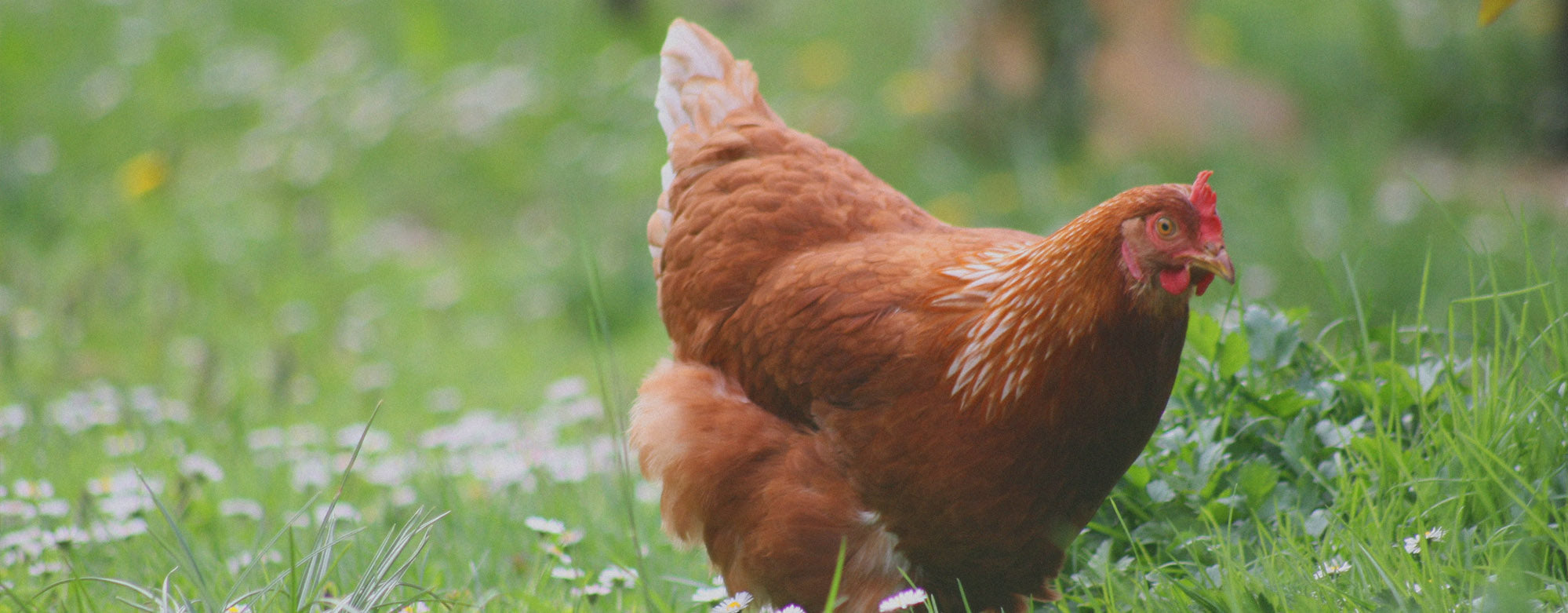 Good health and well being in your poultry – Chook Manor Ltd