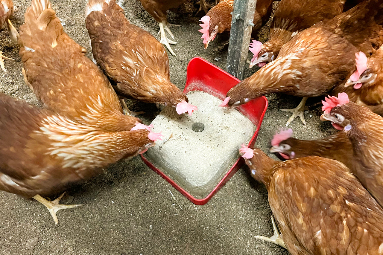 Agrivite Nutri-Peck Extra Hard Poultry Pecking Block 10kg – Chook Manor Ltd