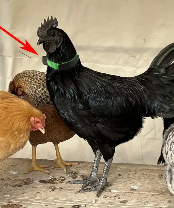 No Crow Rooster Collar 2 Pack