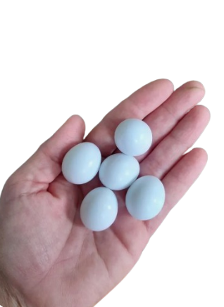 Fake Quail Egg 26mm – Chook Manor Ltd