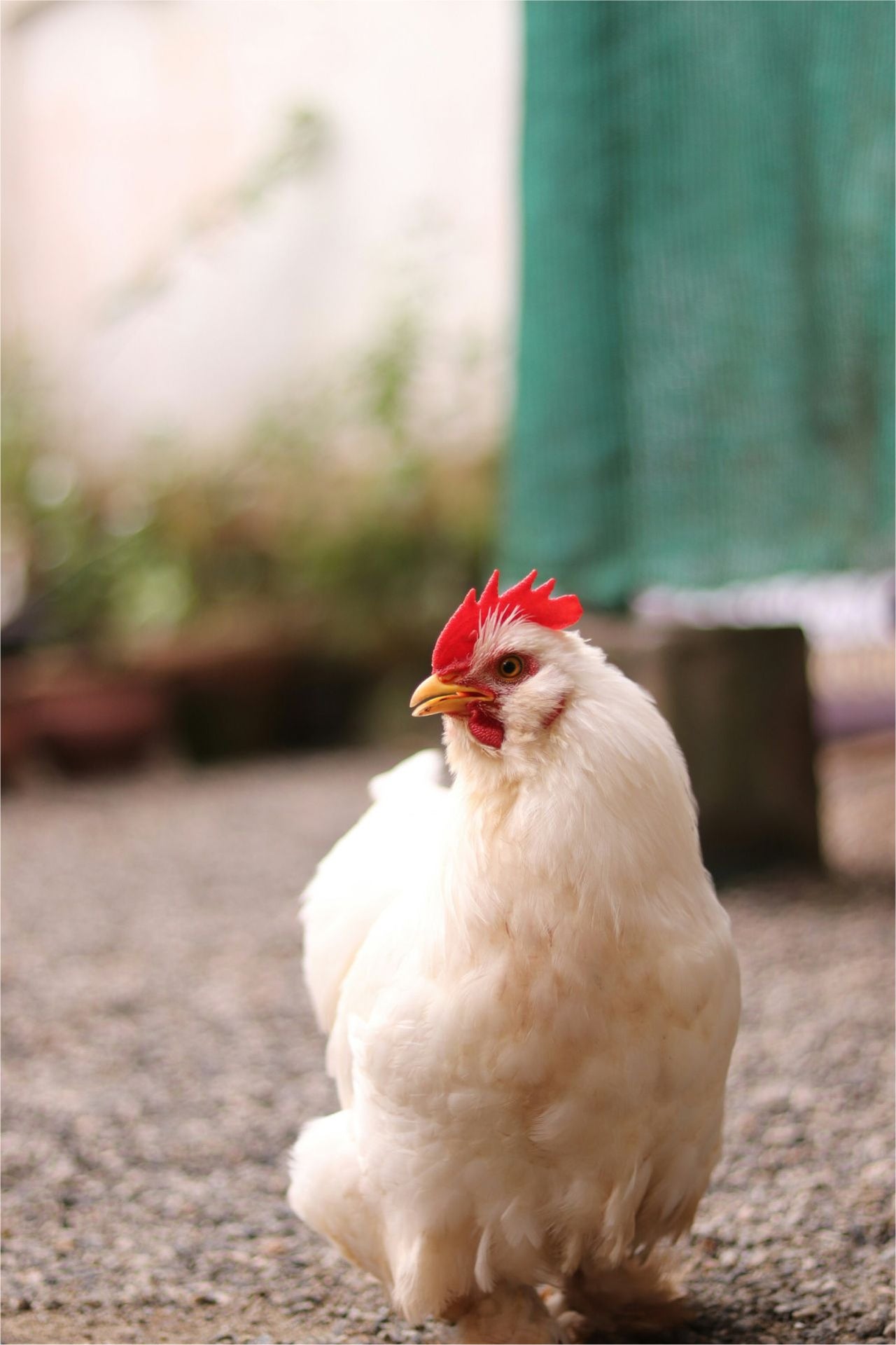 About – Chook Manor Ltd