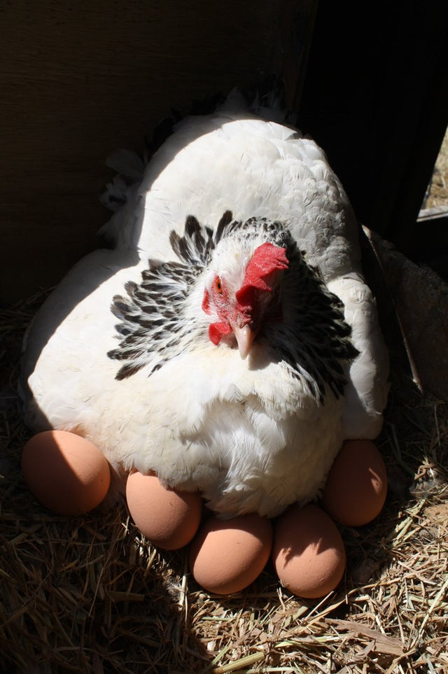 Poultry Equipment & Chicken Supplies Online | Chook Manor Ltd