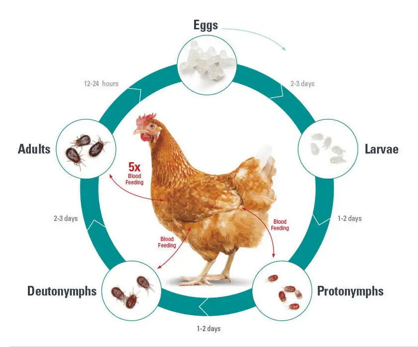 Exzolt – 50ml – Poultry Mite Control – Chook Manor Ltd